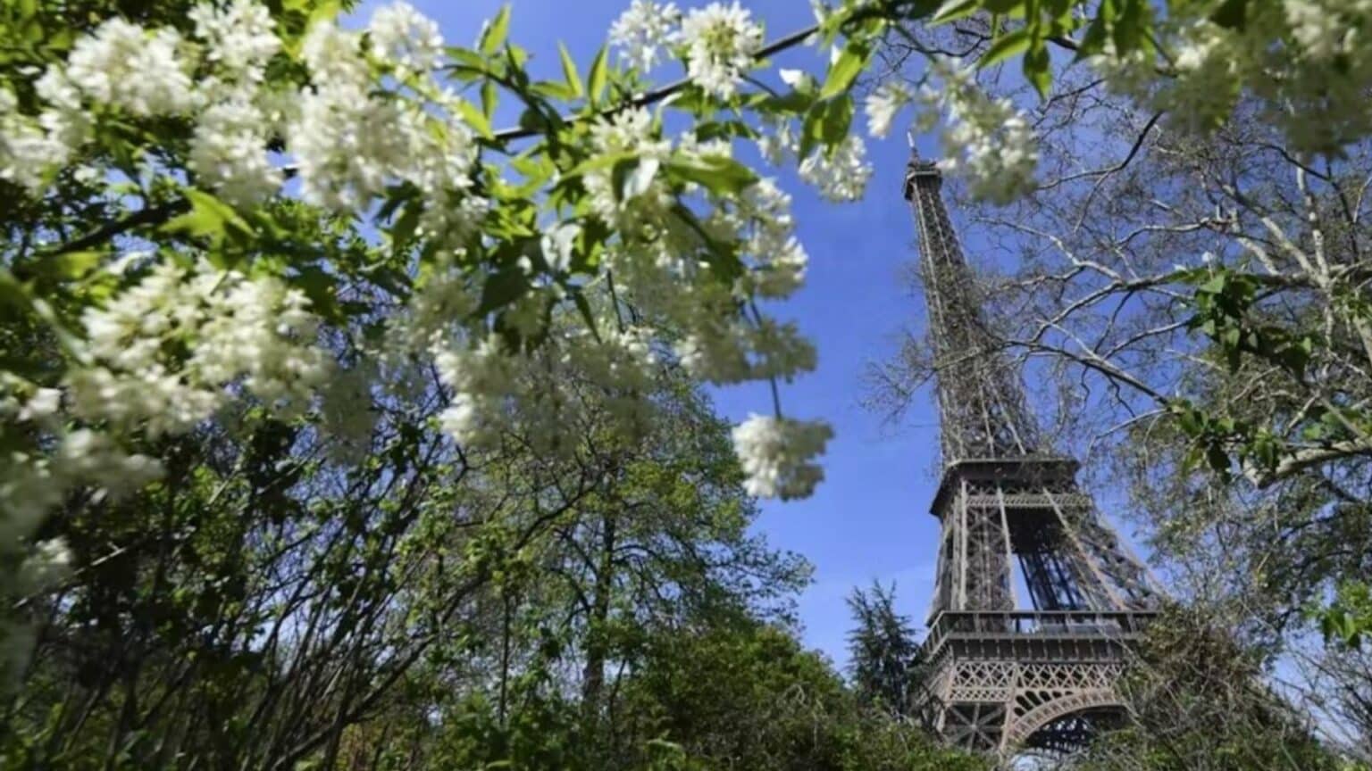 Paris, ville, arbre, biodiversité — AIMF